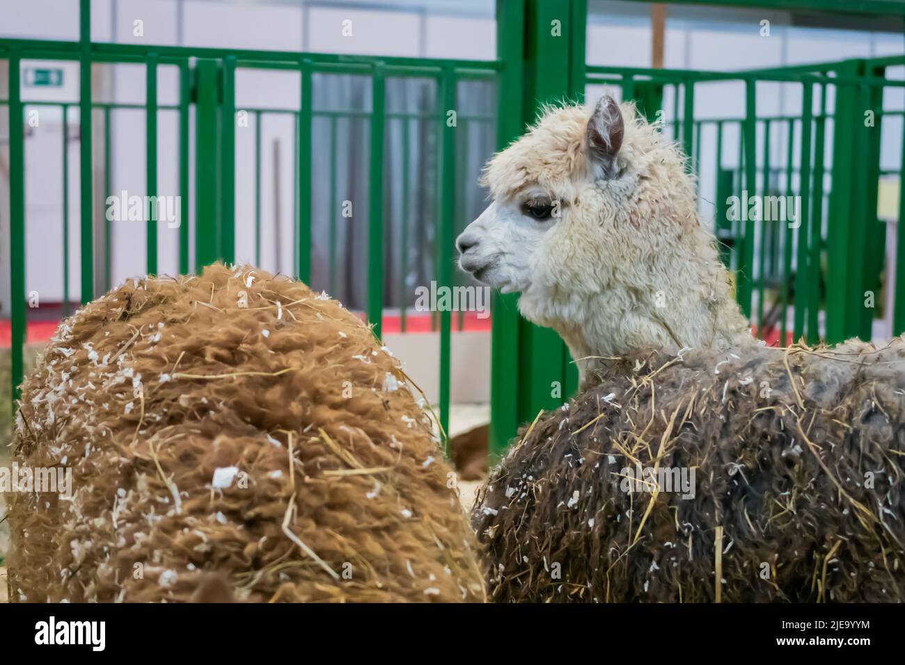 Portrait of beige alpaca at agricultural animal exhibition - close up ...