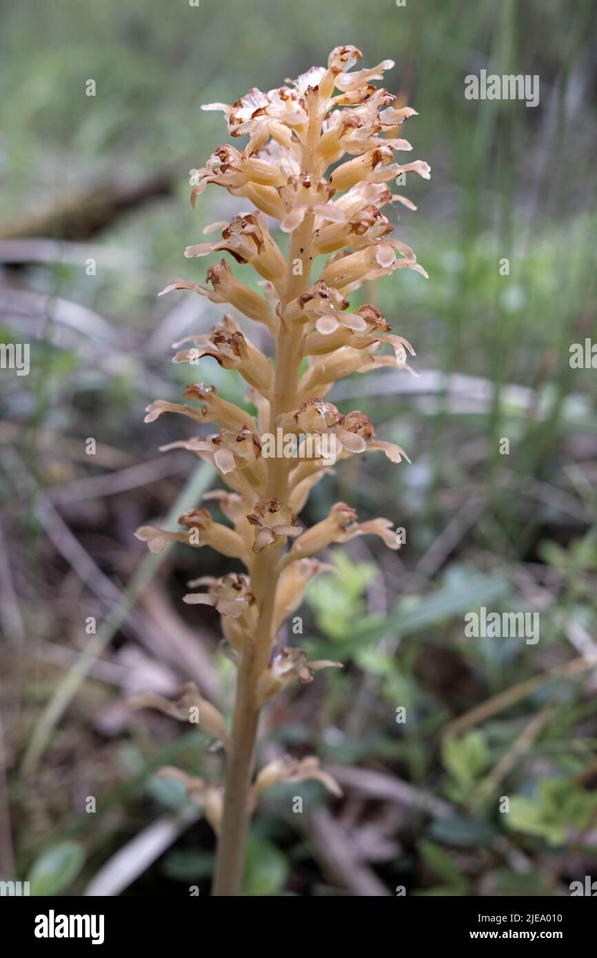 Neottia nidus-avis, the bird's-nest orchid in closeup Stock Photo - Alamy