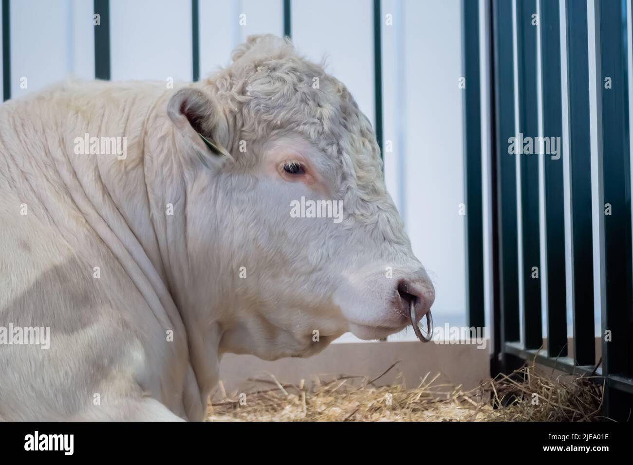 Large white bull resting at agricultural animal exhibition - close up ...