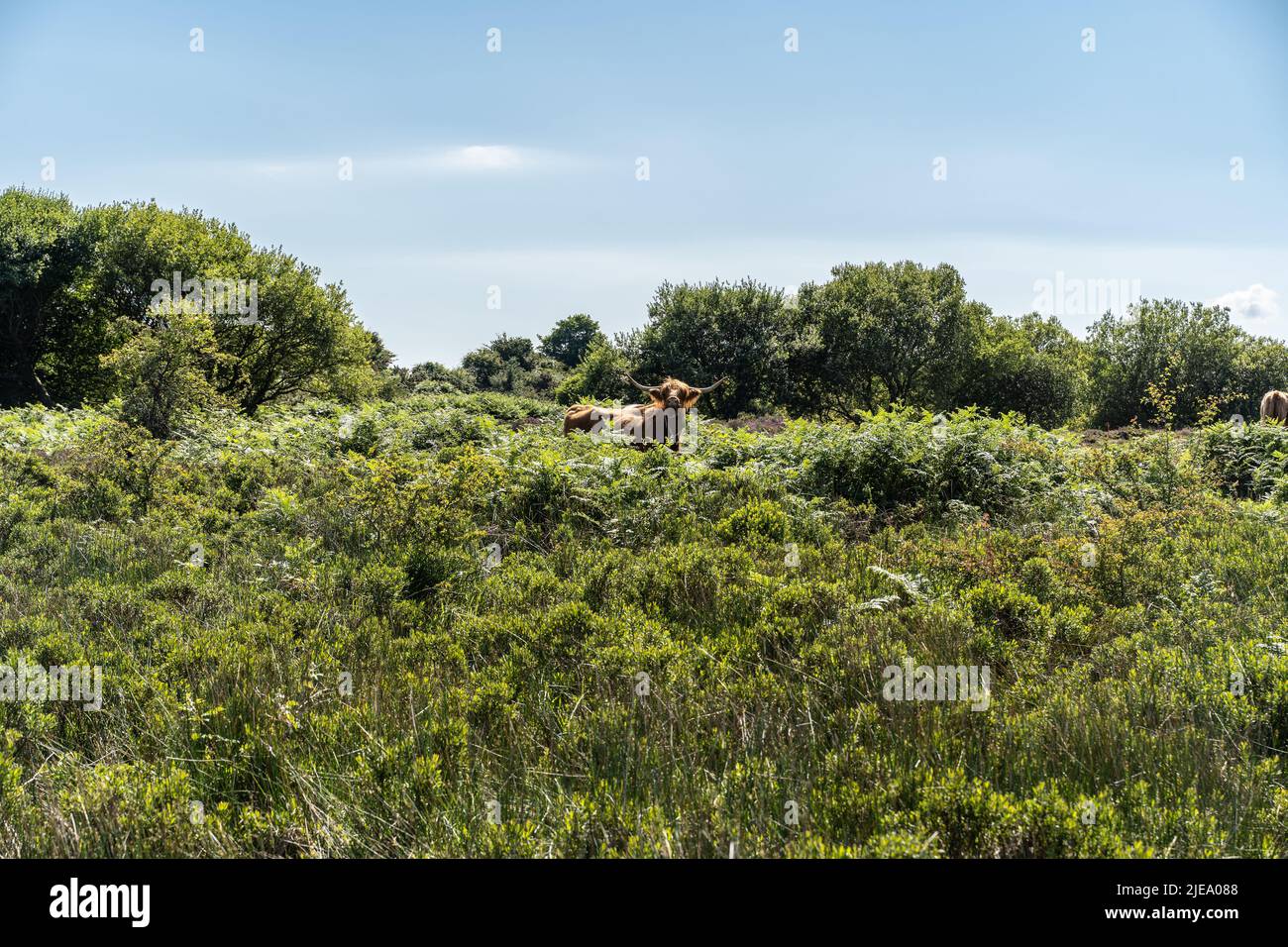 Cors goch nature hi-res stock photography and images - Alamy