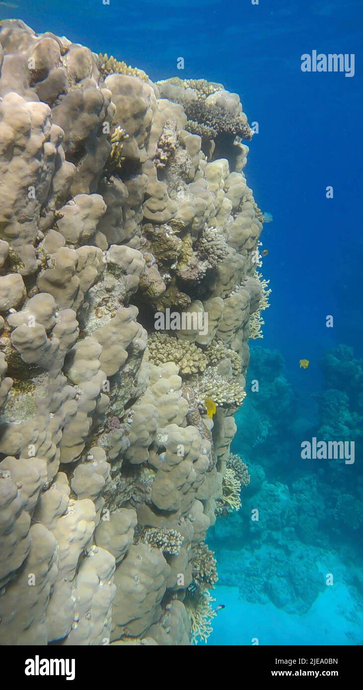 Red Sea, Egypt. 25th June, 2022. Beautiful coral reef wall in the sun ...
