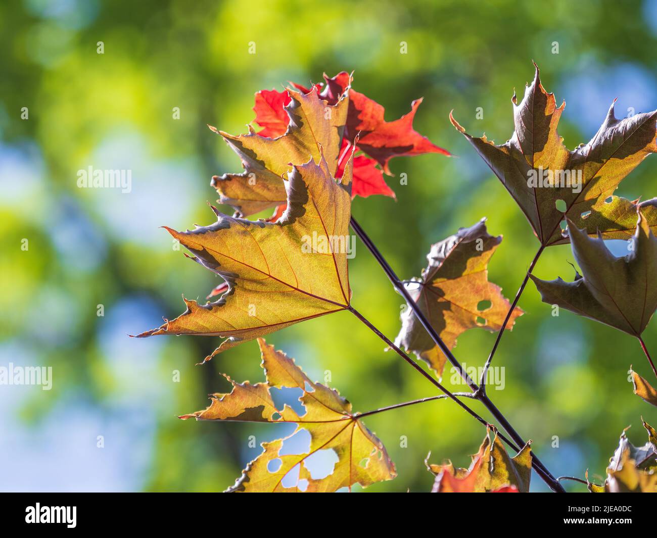 Tree branch with dark red leaves, Acer platanoides, the Norway maple ...