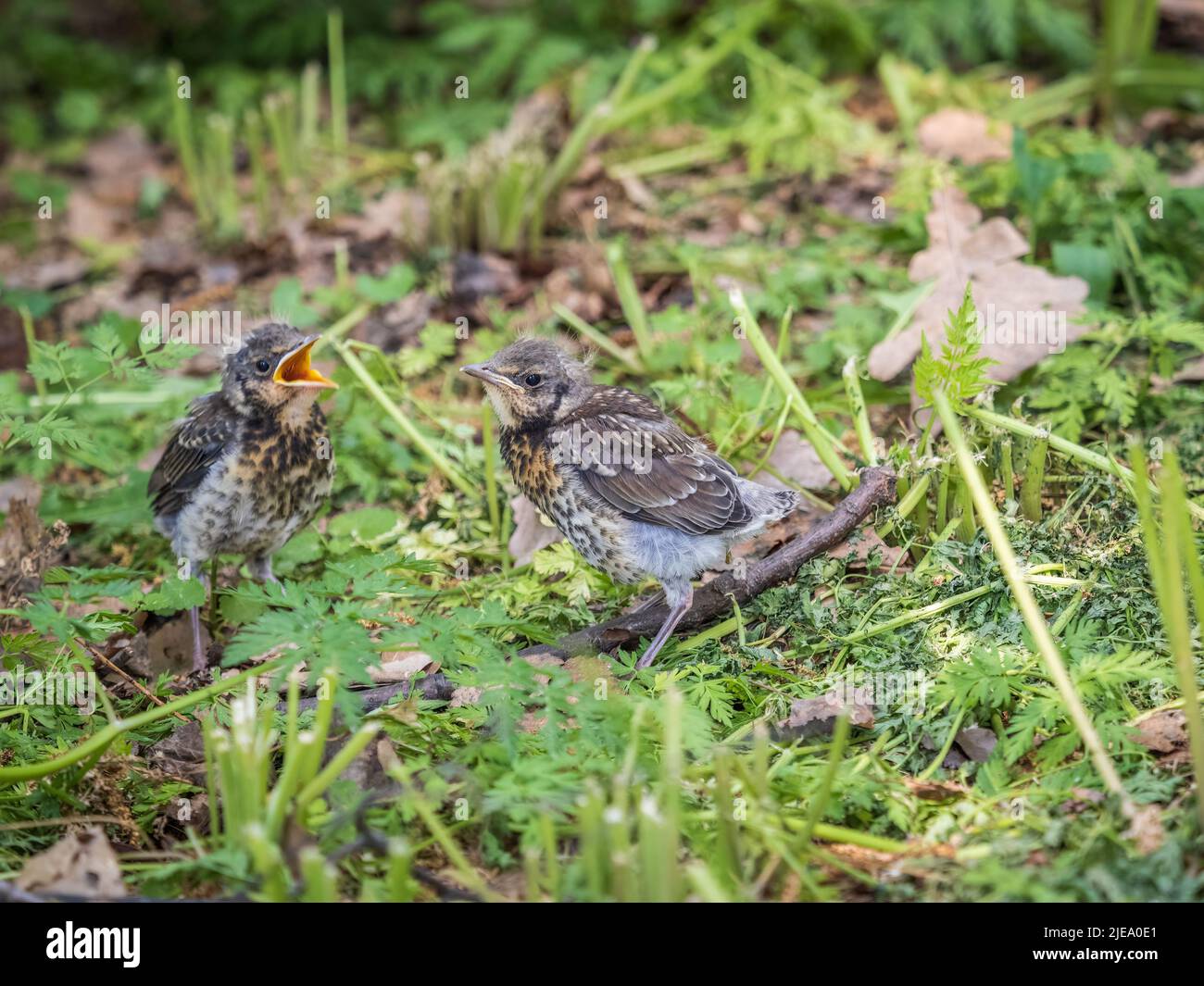 Two fieldfare chicks, Turdus pilaris, have left the nest and are ...