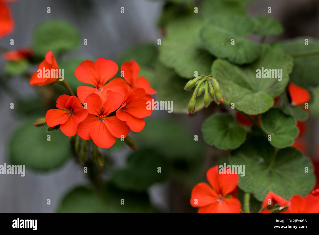 Pelargonium flower, close up. Red pelargonium, pelargonium plant.Flower ...