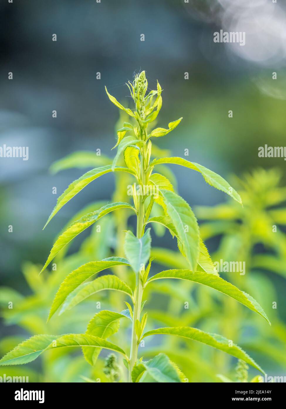 Purple bridewort hi-res stock photography and images - Alamy