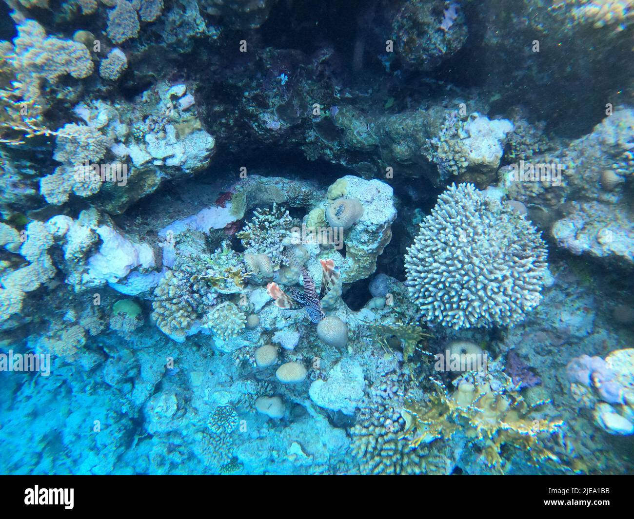 Underwater scene with coral reef in the Red Sea Stock Photo - Alamy