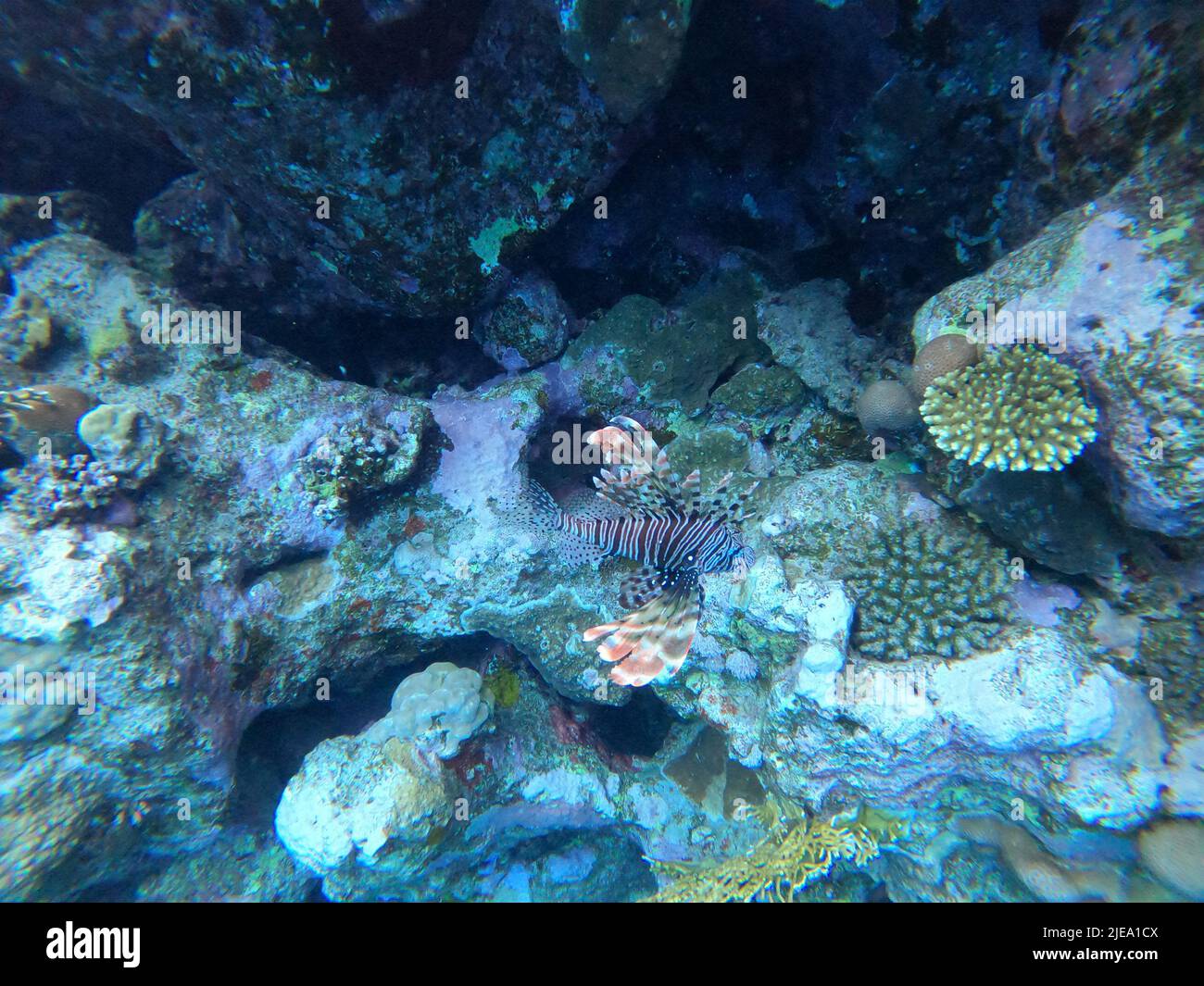 Underwater scene with coral reef in the Red Sea Stock Photo - Alamy