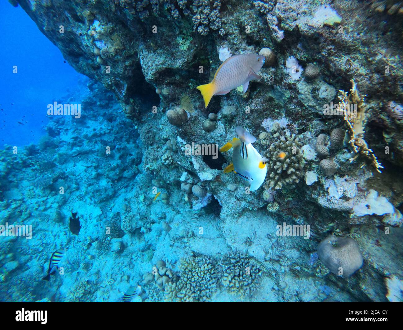 Underwater scene with coral reef in the Red Sea Stock Photo - Alamy