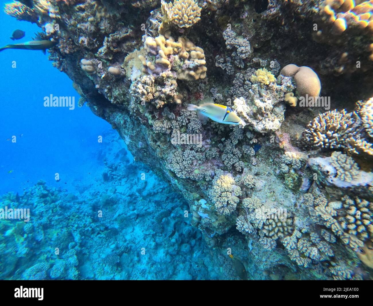 Underwater scene with coral reef in the Red Sea Stock Photo - Alamy