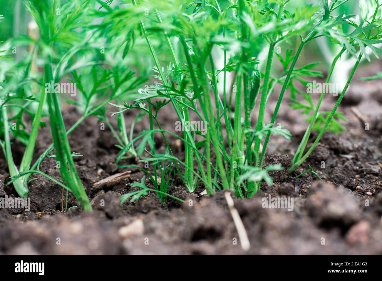 Carrots grow in the garden. Green shoots Stock Photo - Alamy