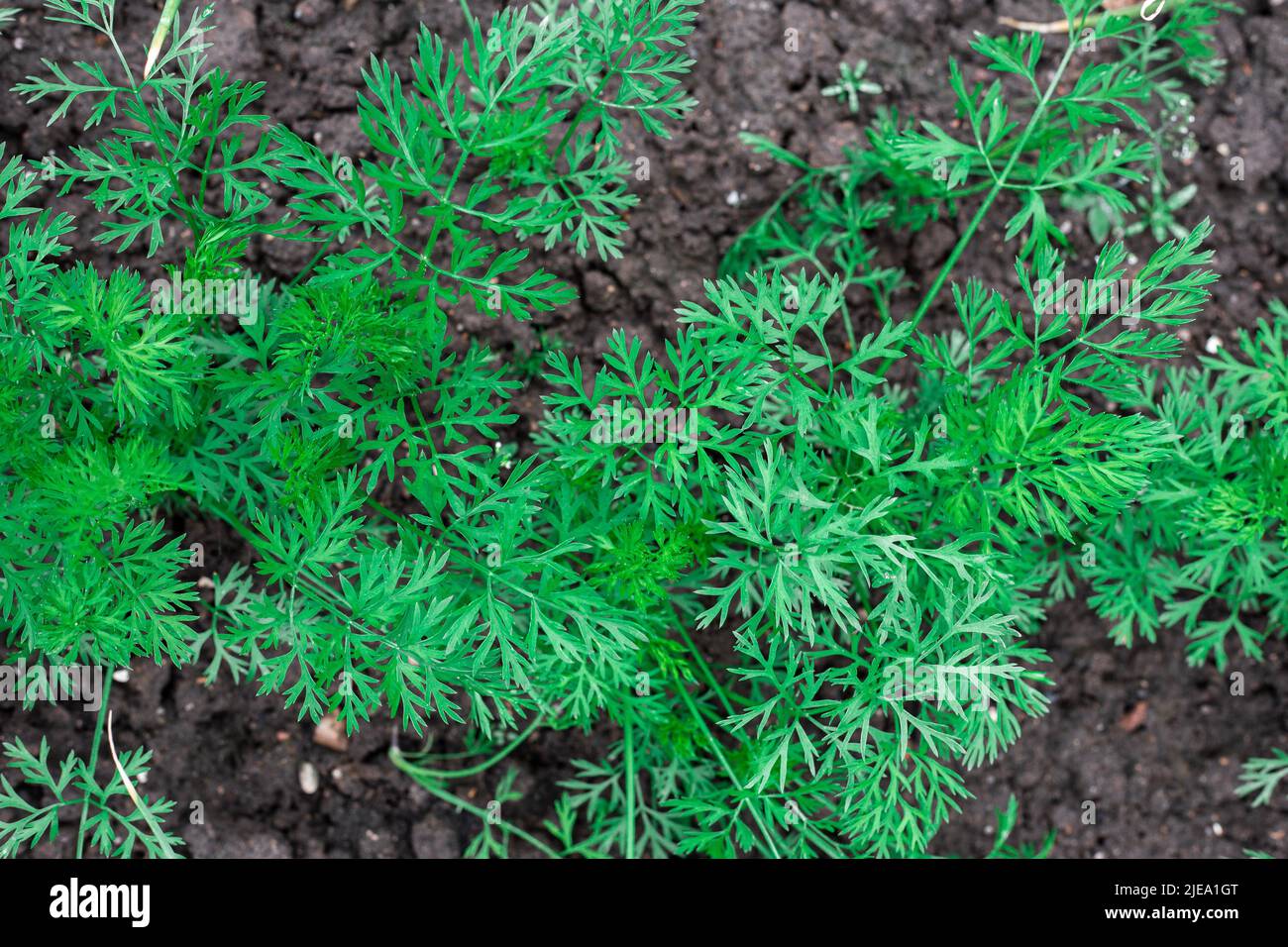 Growing carrot shoots hi-res stock photography and images - Alamy