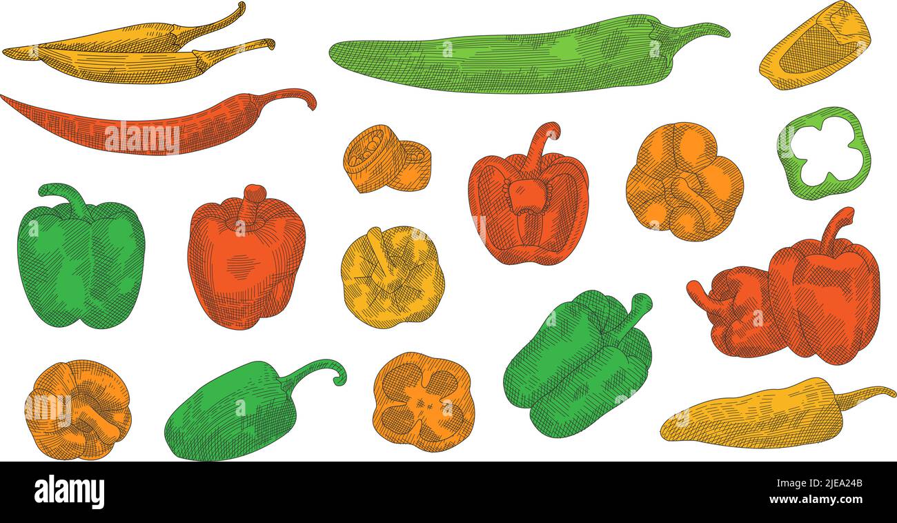 Colored pepper hand drawn sketch set. Different peppers sketch ...