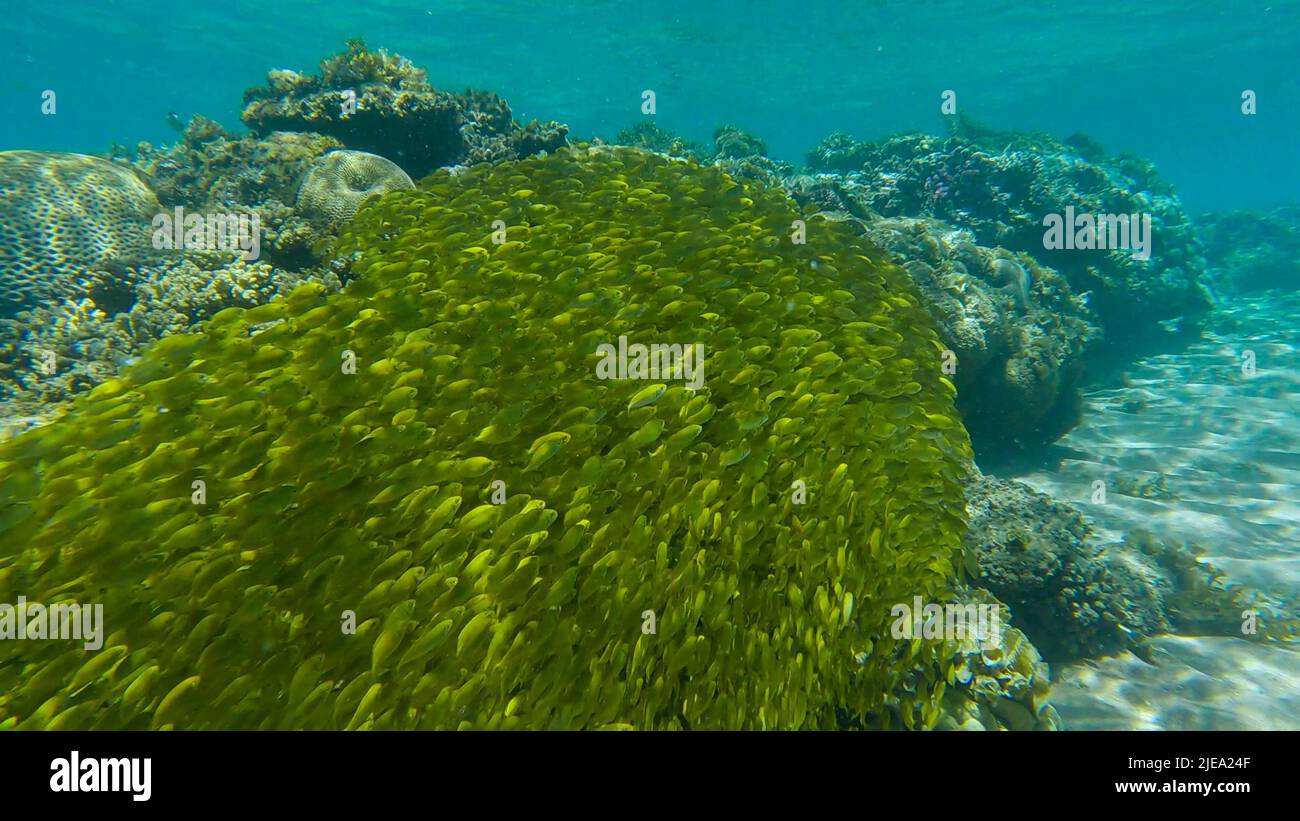 Red Sea, Egypt. 26th June, 2022. Massive school of juvenile Rabbitfish ...