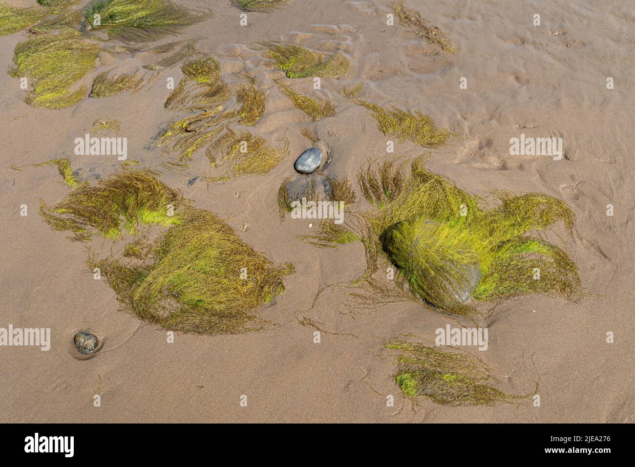 rocks and seaweed benllech sands Stock Photo - Alamy