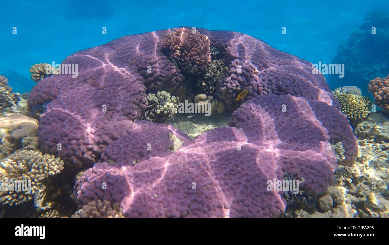 Porites lutea hi-res stock photography and images - Alamy