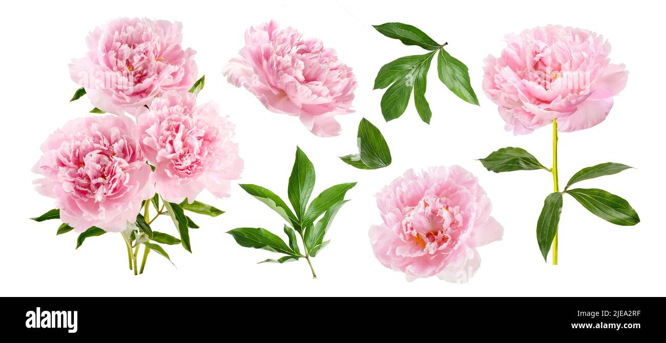 Set of white peonies isolated on white. White flowers with leaves on ...