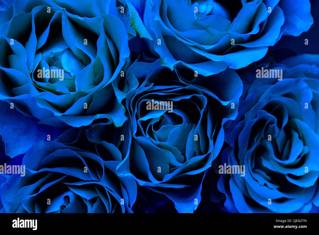 blue rose with dew drops Stock Photo - Alamy