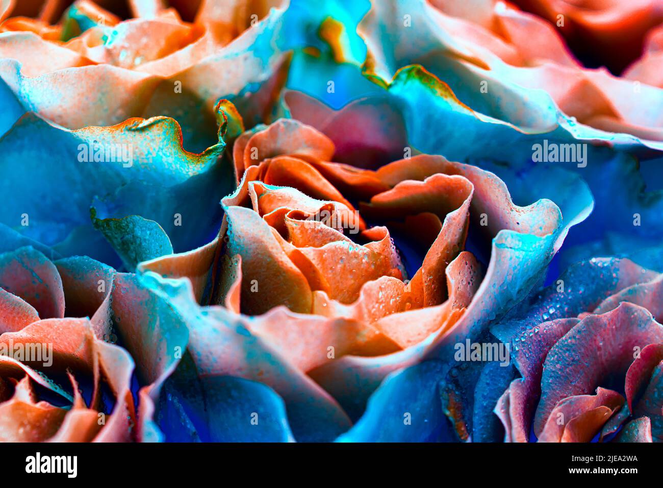 Colorful rose with dew drops Stock Photo - Alamy