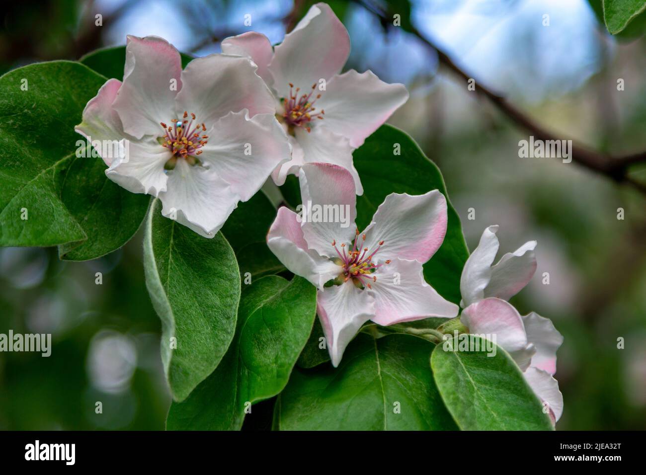 Beautiful blooming quince tree – close up pink flowers on a tree branch ...