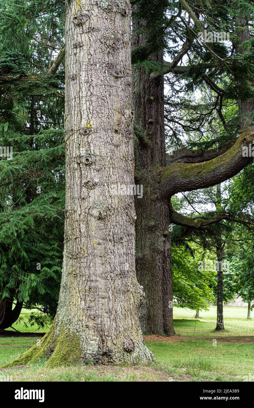 Massive tree trunks hi-res stock photography and images - Alamy