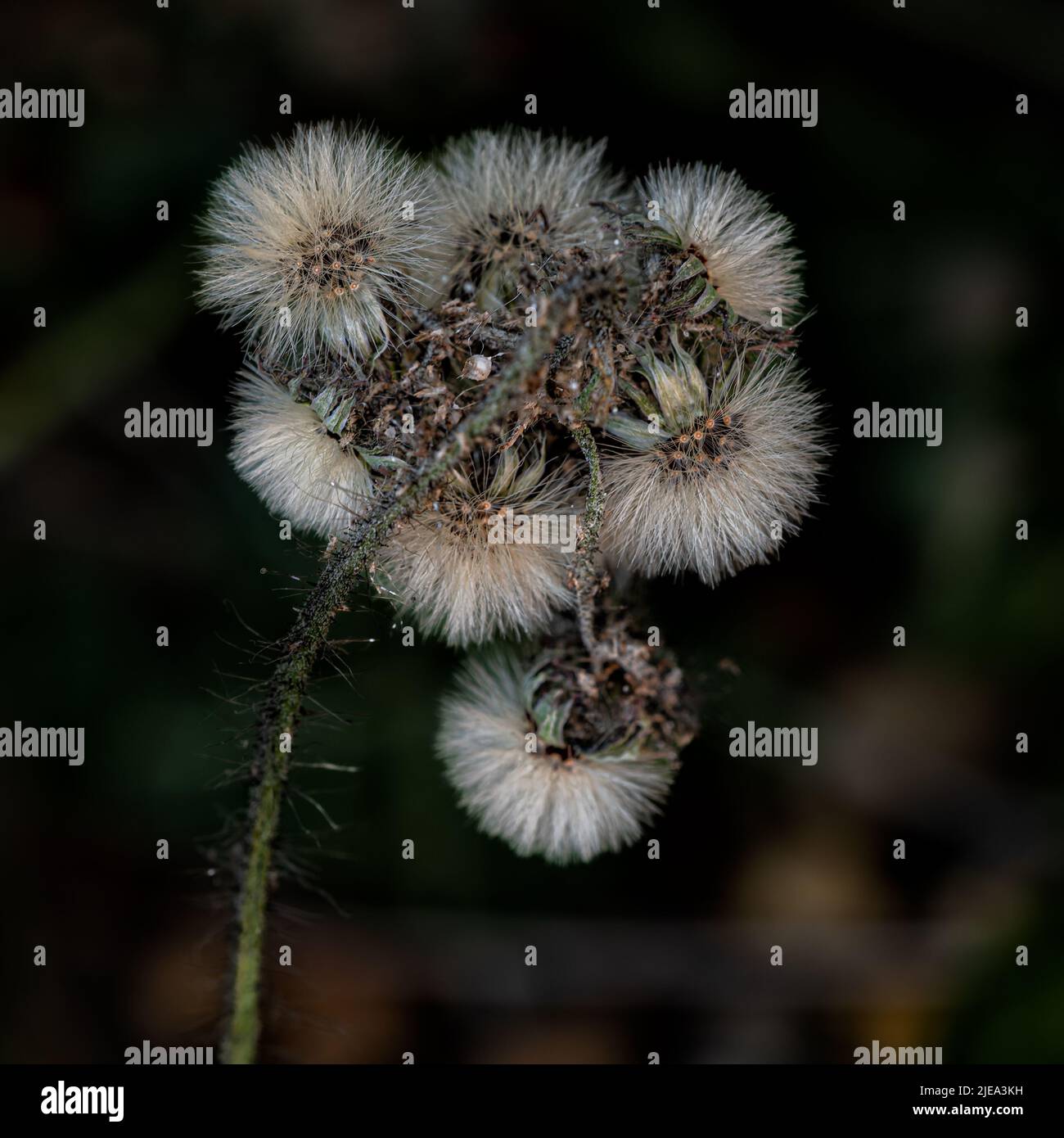 Fox & Cubs Pilosella aurantiaca gone to seed in a Norfolk garden, uk ...