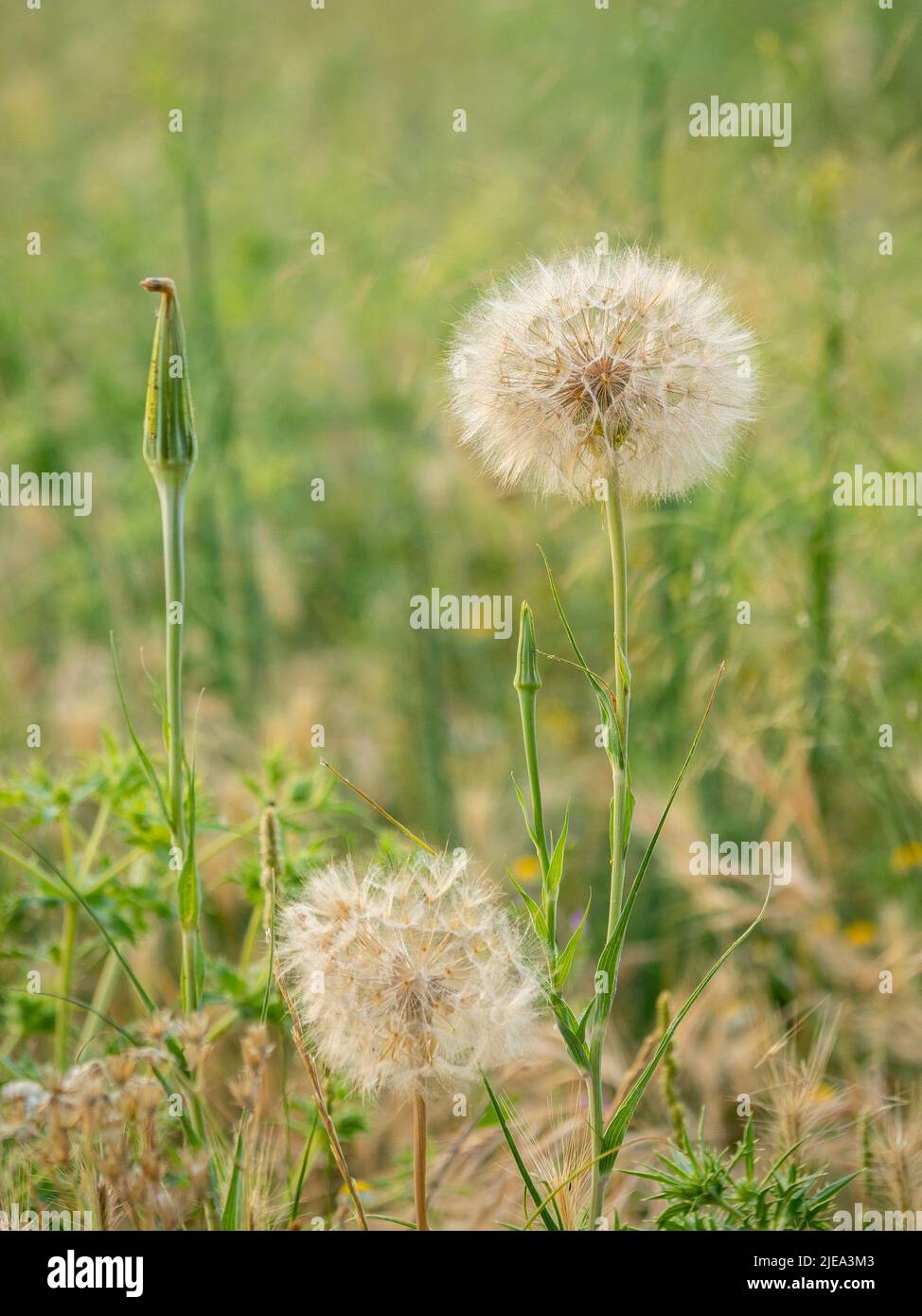 selective focus of dandelion or common dandelion flower (Taraxacum ...