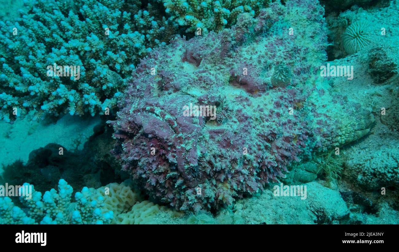Red Sea, Egypt. 26th June, 2022. Close-up of pink Stonefish lies on ...