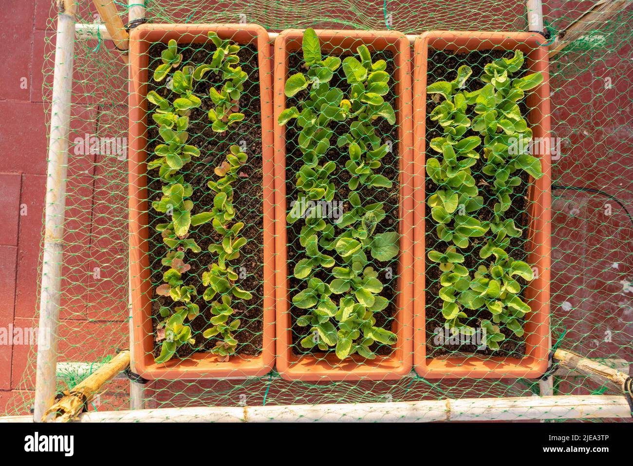 Top view of a radish crop in an urban garden with a structure of reeds ...