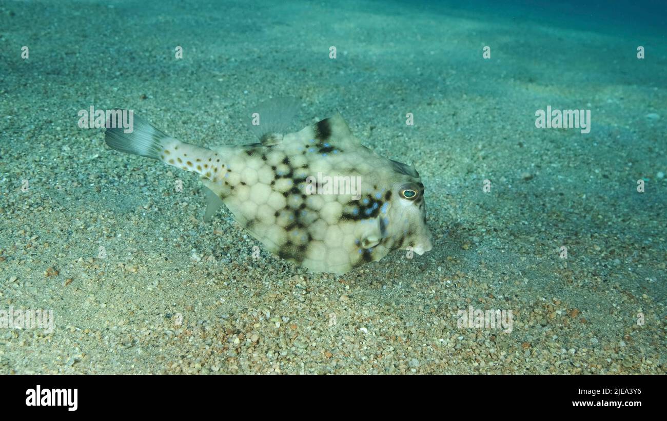 Red Sea, Egypt. 26th June, 2022. Close-up of Boxfish swims over sandy ...