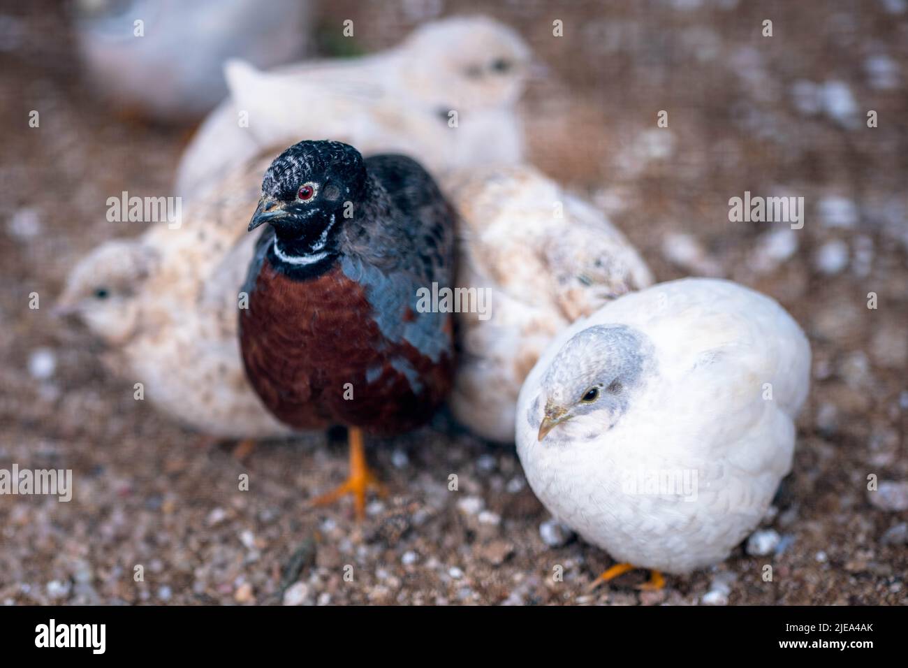 Colorful male and white female, small birds on the ground Stock Photo ...