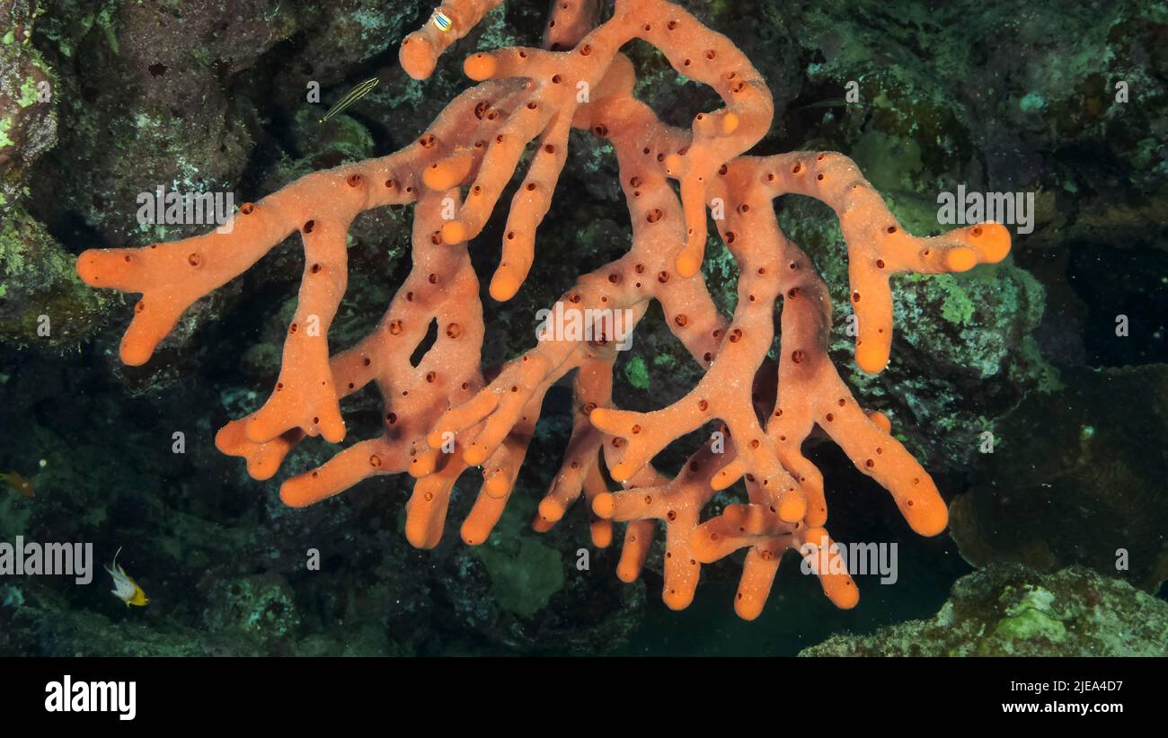 659 red hi-res stock photography and images - Alamy