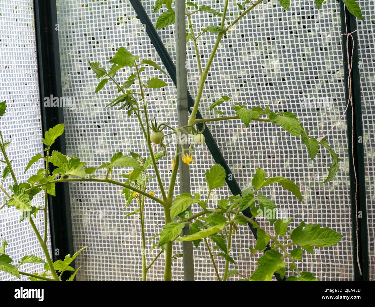 Tomato bushes. Seedlings of flowering tomatoes in the garden Stock ...