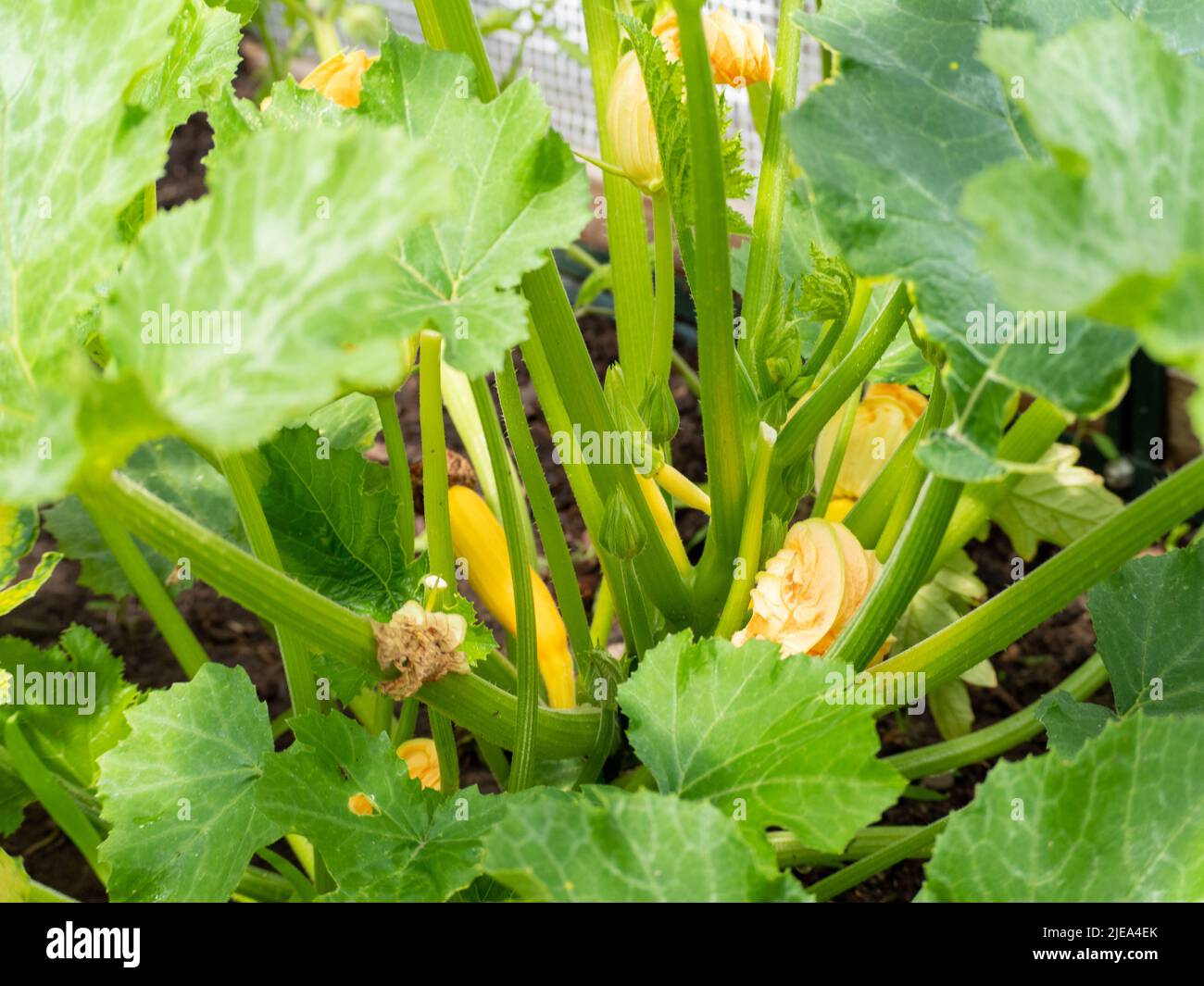 Blooming zucchini in the garden. Zucchini seedling Stock Photo - Alamy