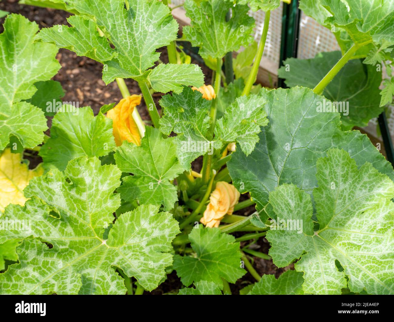 Blooming zucchini in the garden. Zucchini seedling Stock Photo - Alamy
