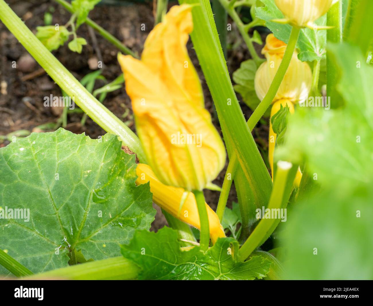 Blooming zucchini in the garden. Zucchini seedling Stock Photo - Alamy