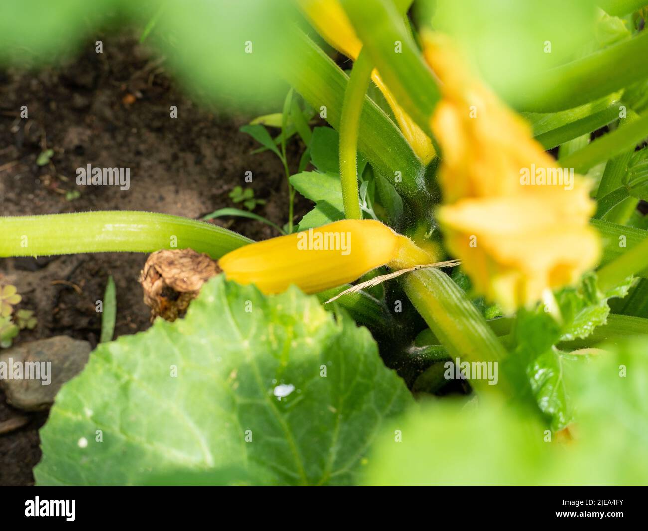 Blooming zucchini in the garden. Zucchini seedling Stock Photo - Alamy