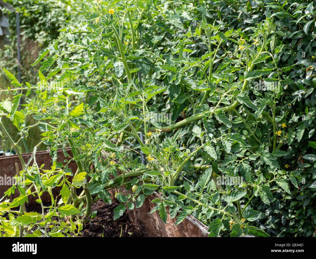 Tomato bushes. Seedlings of flowering tomatoes in the garden Stock ...