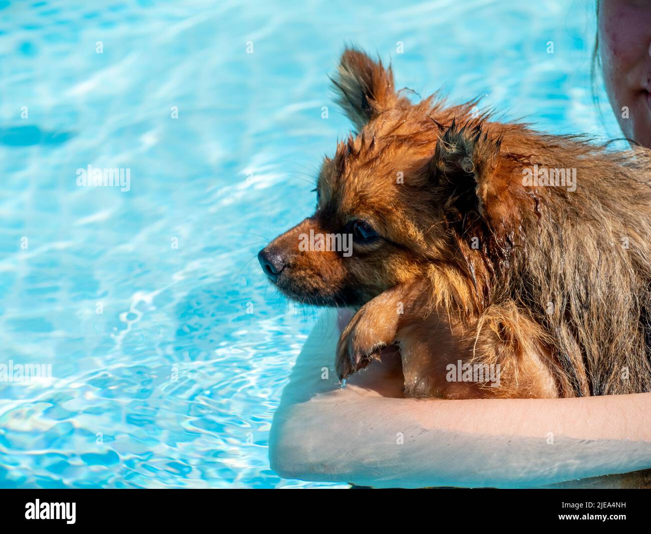 Red spitz swims in the pool. Dog in the pool Stock Photo - Alamy