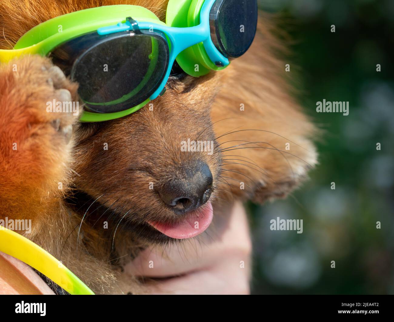 Dog in swimming goggles. Red spitz swims in the pool Stock Photo - Alamy