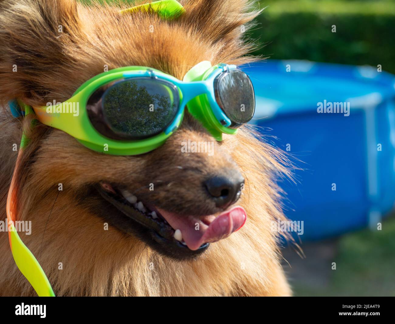 Dog in swimming goggles. Red spitz swims in the pool Stock Photo - Alamy