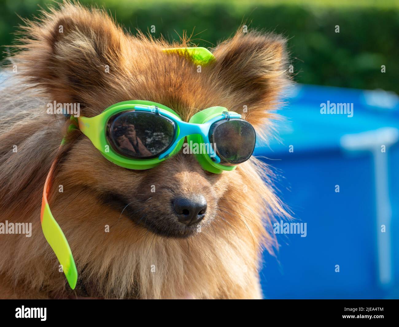 Dog in swimming goggles. Red spitz swims in the pool Stock Photo - Alamy