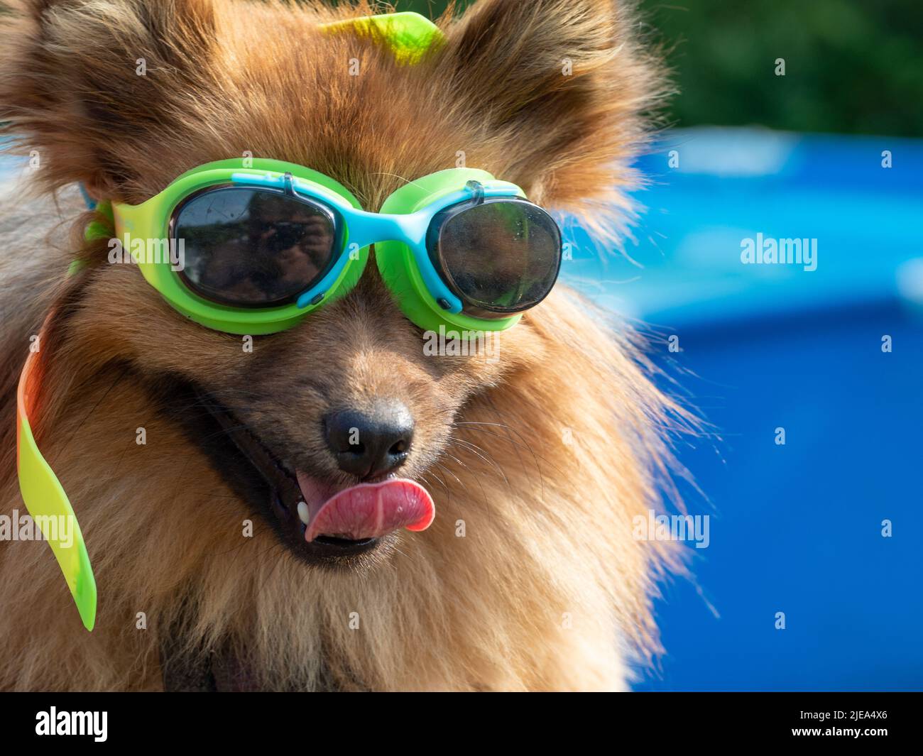 Dog in swimming goggles. Red spitz swims in the pool Stock Photo - Alamy