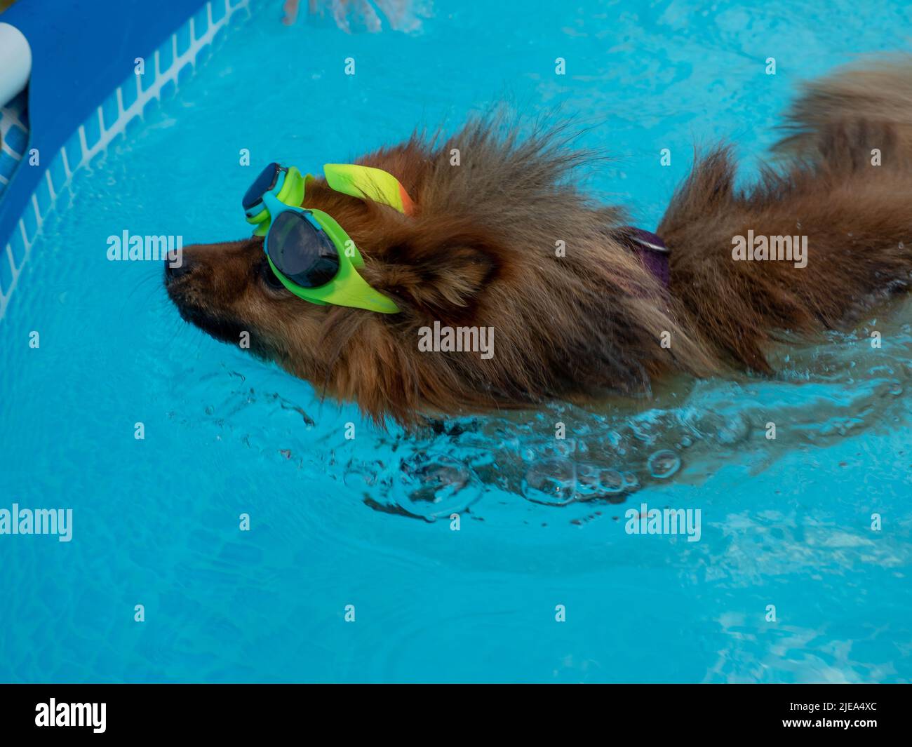 Dog in swimming goggles. Red spitz swims in the pool Stock Photo - Alamy