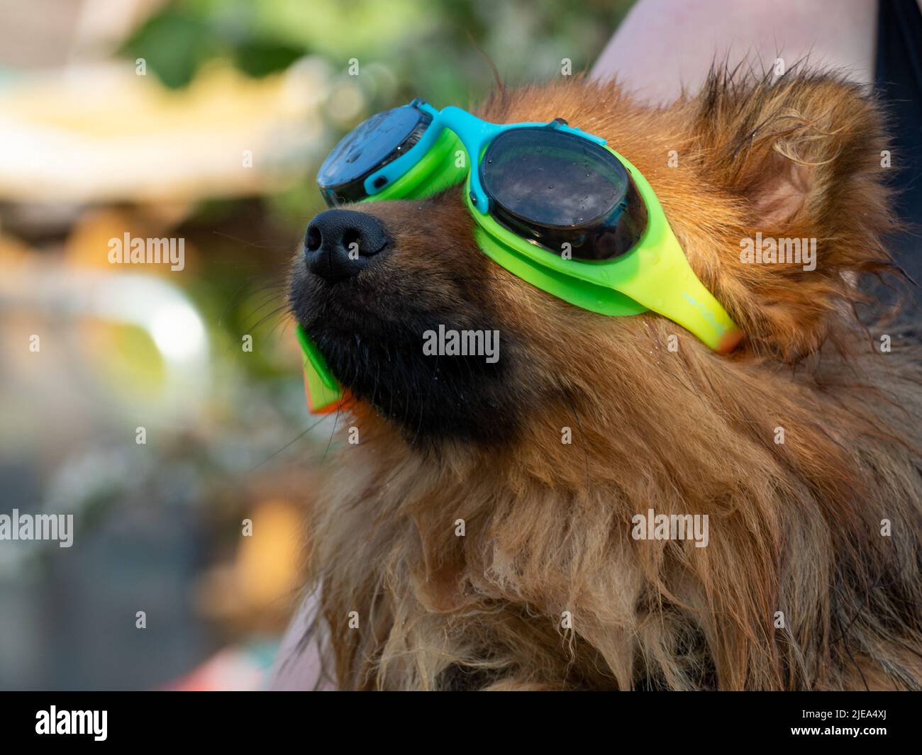Dog in swimming goggles. Red spitz swims in the pool Stock Photo - Alamy