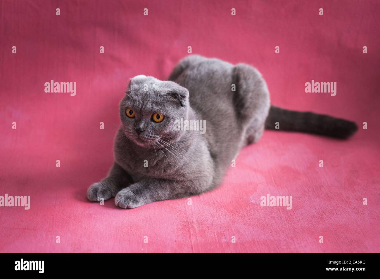 Scottish fold gray cat on a pink background Stock Photo - Alamy