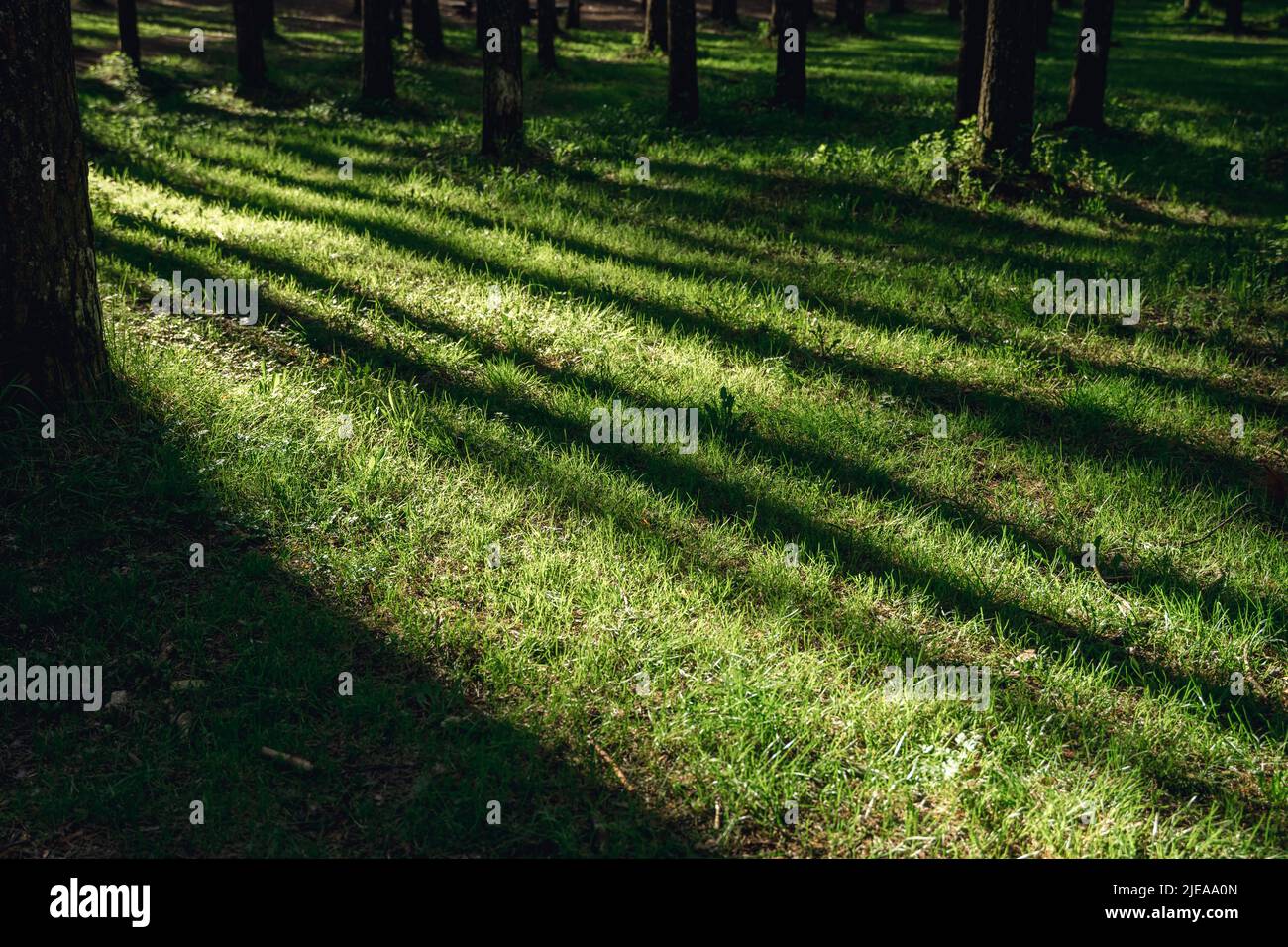beautiful shades from trees in the forest Stock Photo - Alamy