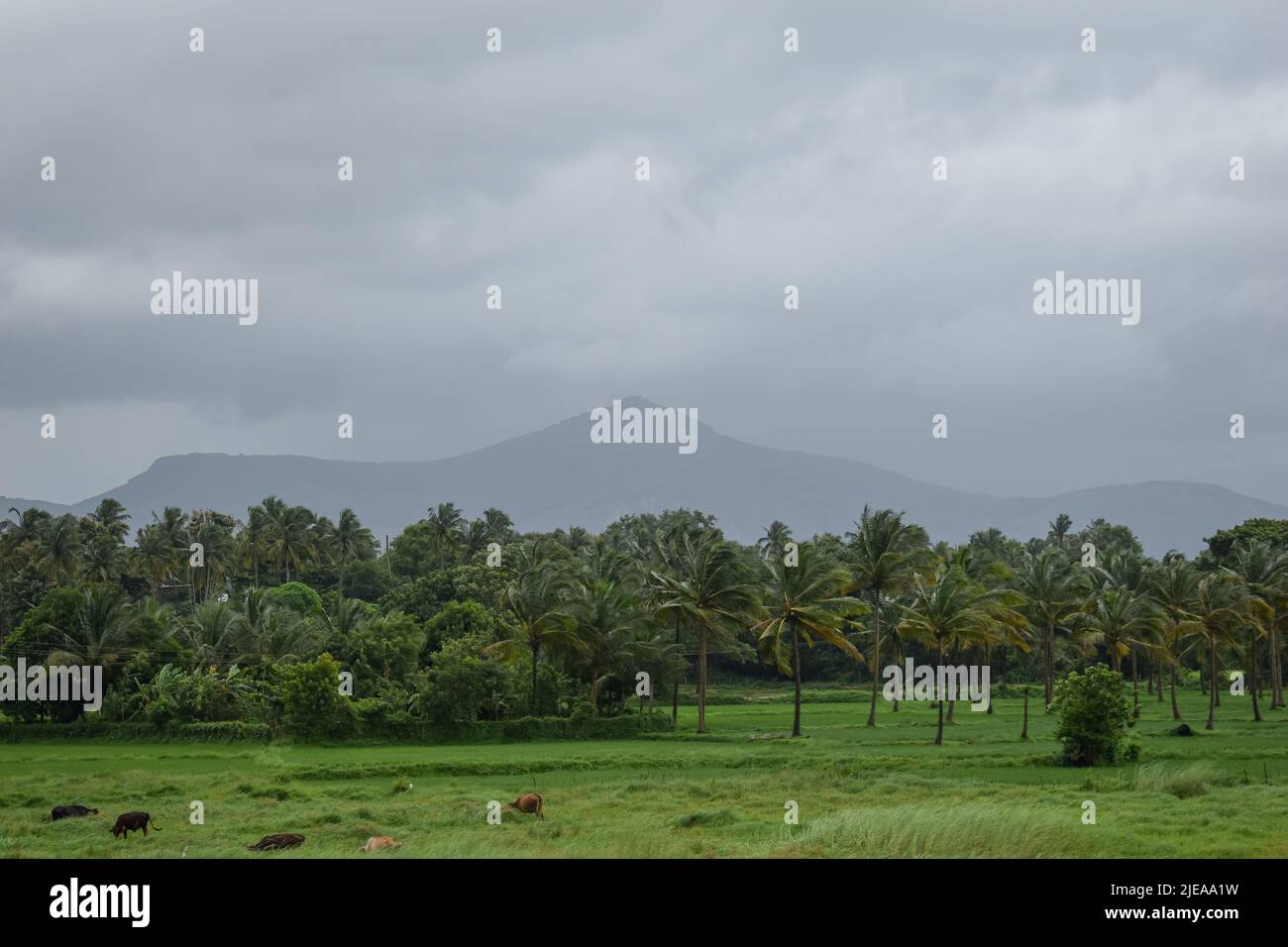 Beautiful landscape picture in India Stock Photo - Alamy