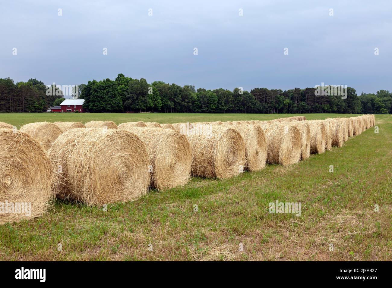 Fresh rolled bales of Hay, Hay field, E USA, by James D Coppinger ...
