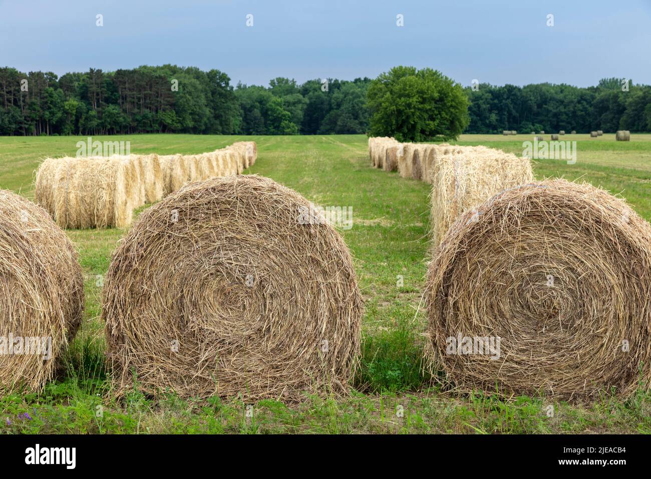 Fresh rolled bales of Hay, Hay field, E USA, by James D Coppinger ...