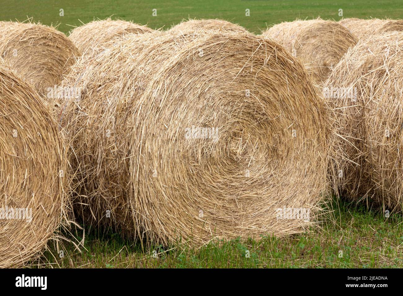 Fresh rolled bales of Hay, Hay field, E USA, by James D Coppinger ...